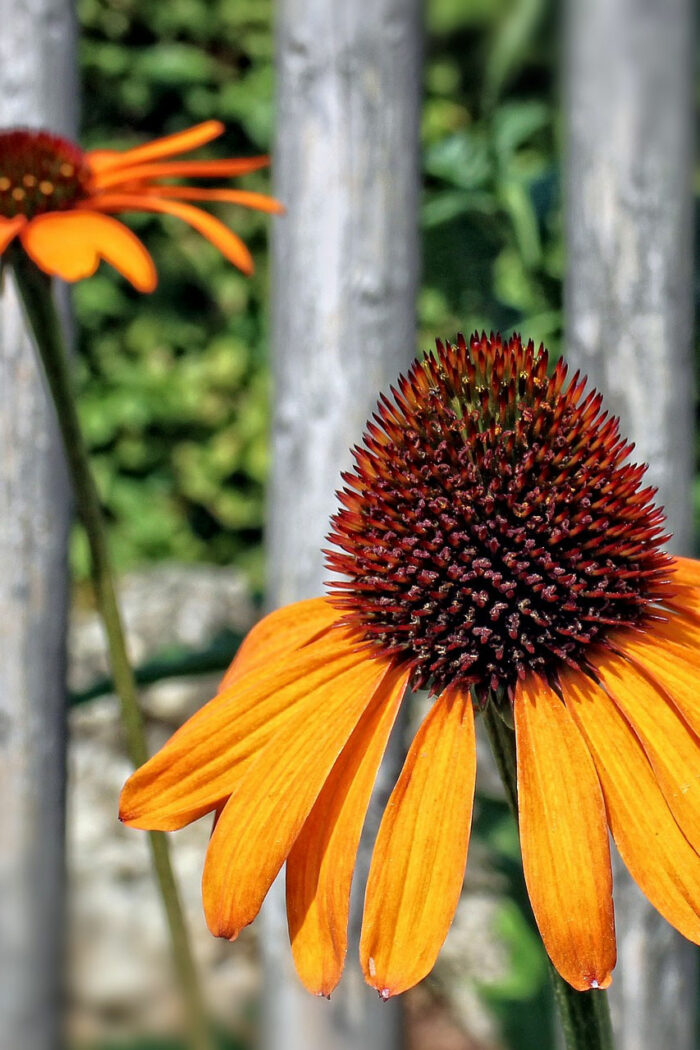 Röd solhatt – en favorit för fjärilarna - Sarah Birgitta Trädgårdsdesign