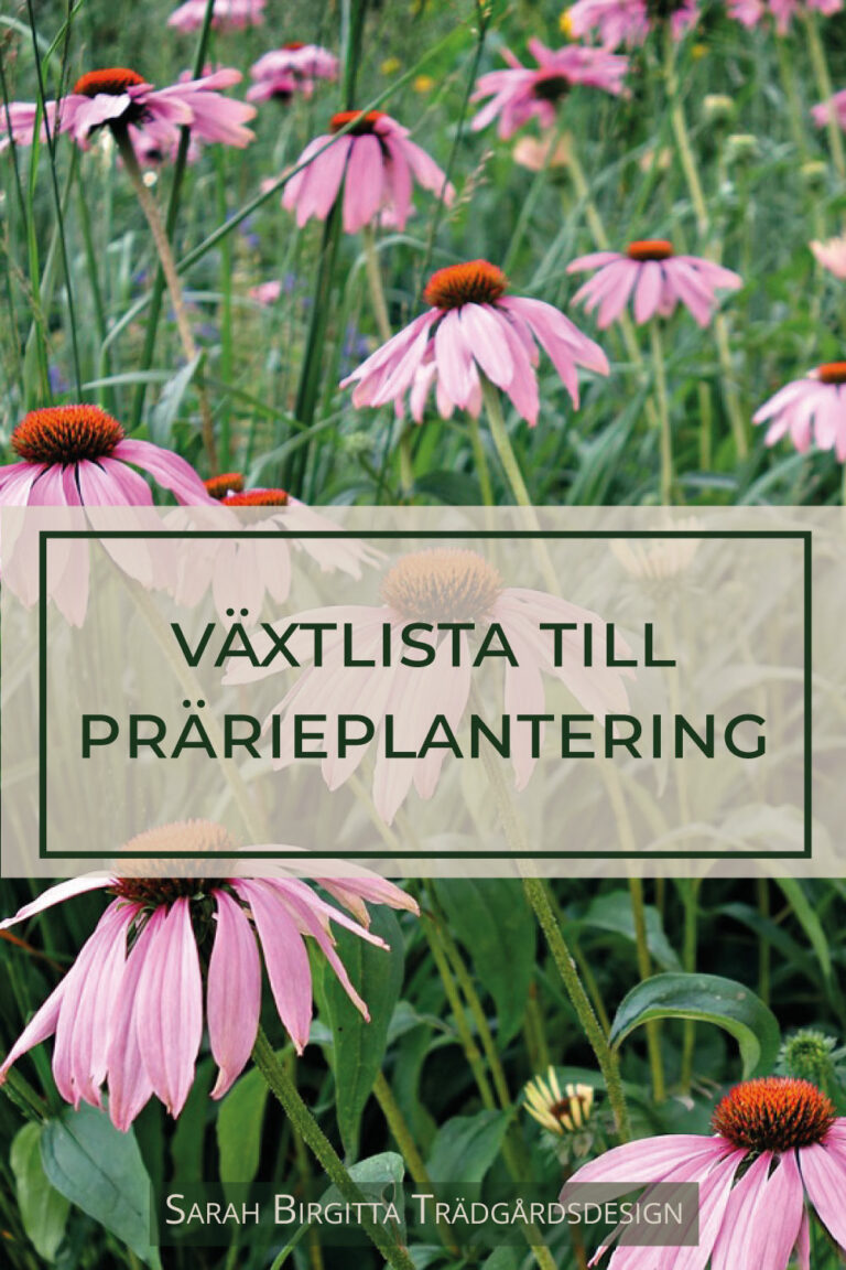 30 torktåliga växter för soliga lägen