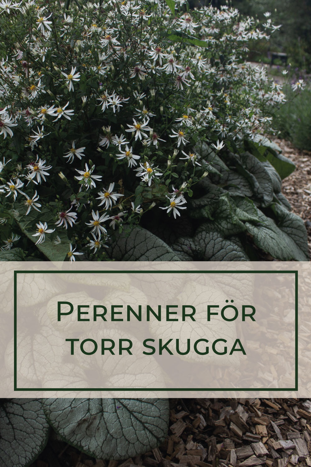 Perenner för torr skugga