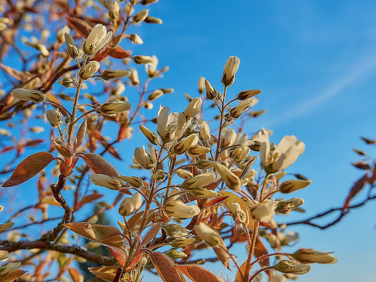 Häggmispel - buske med tidig blomning och sprakande höstfärger