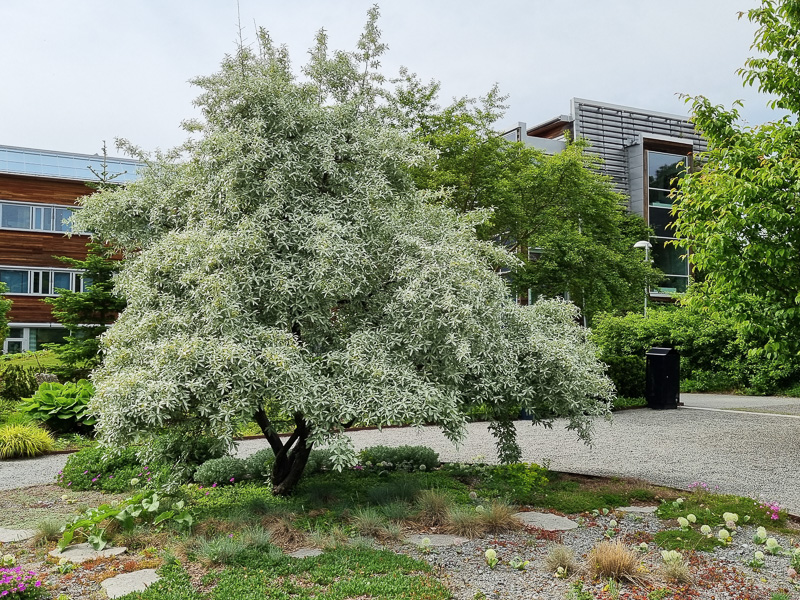 30 torktåliga växter för soliga lägen