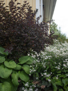 21 skuggtåliga perenner och prydnadsgräs