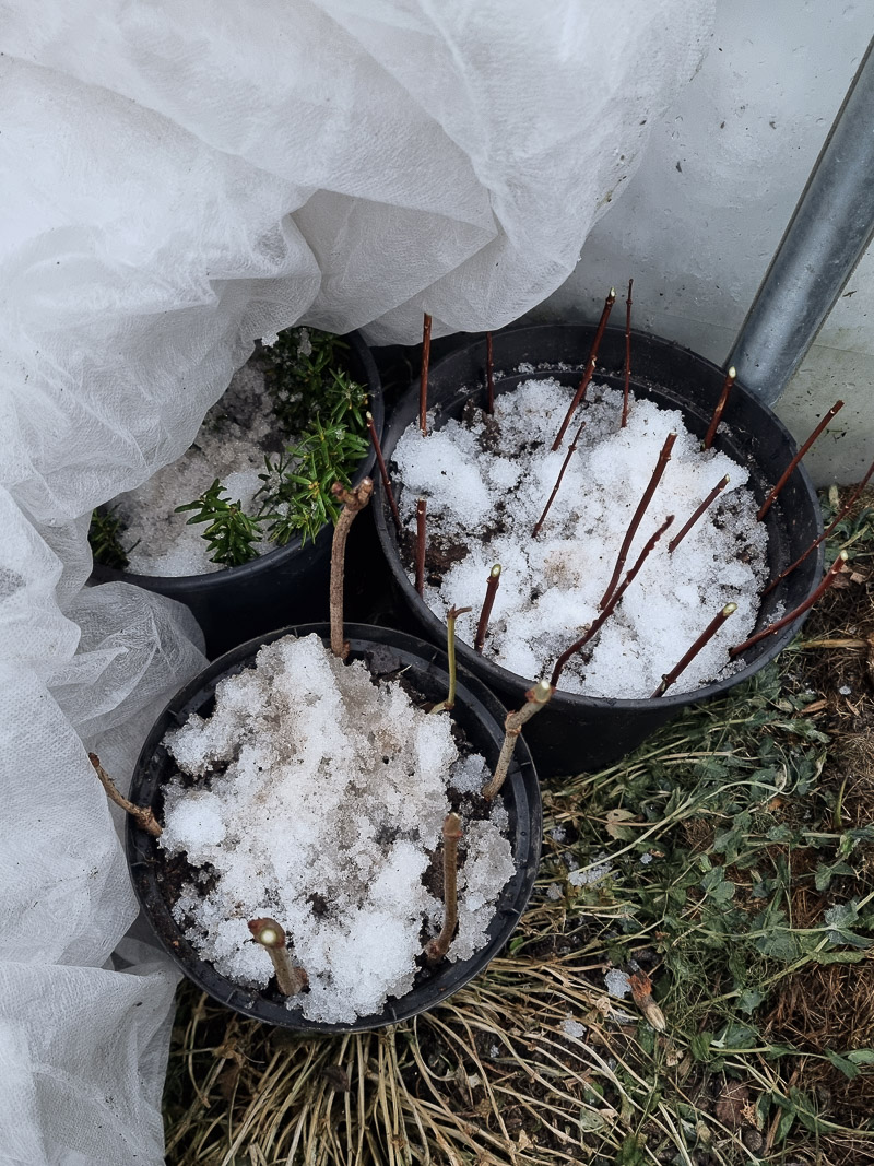 Föröka buskar med vintersticklingar